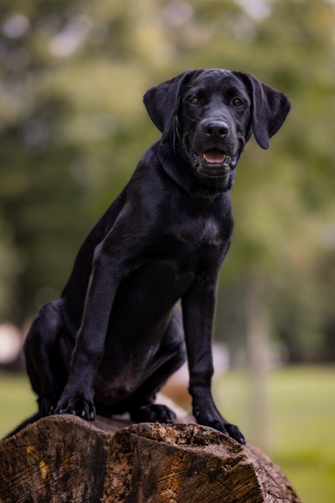 DONNA GIBBS-WILLIAMS – Photographer & Artist